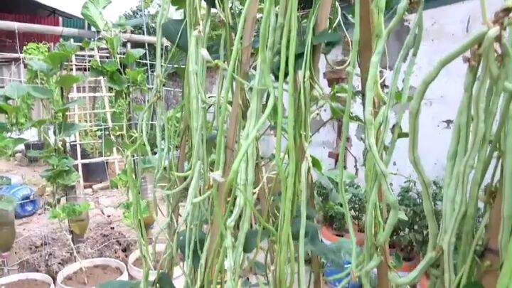 POLE SITAW SEEDS (20pcs seeds) BONGGA VARIETY/HYBRID/HIGH YIELDING ...