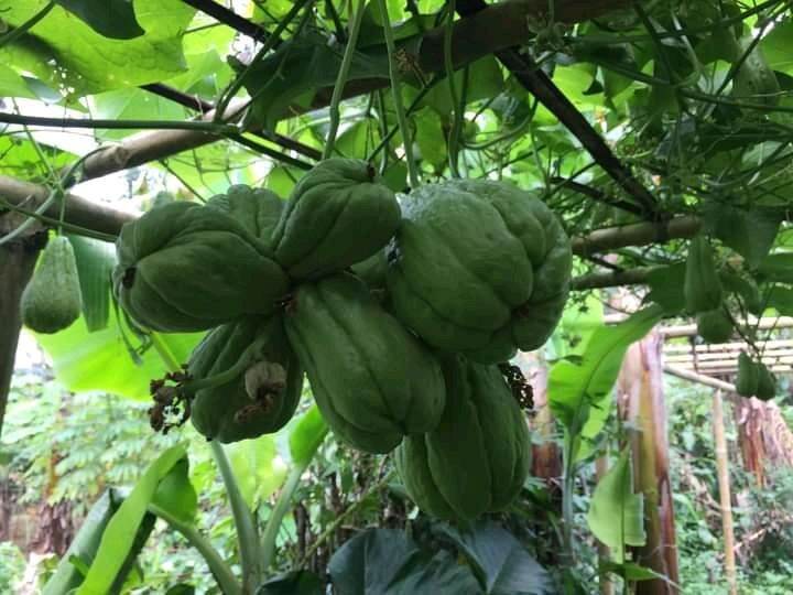 bibit labu siam anggur unggulan, walu, pekon/gambas kualitas unggulan ...