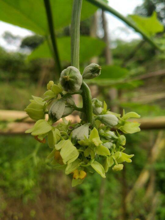 paket 5 bibit labu siam jenis anggur siap tanam | Lazada Indonesia