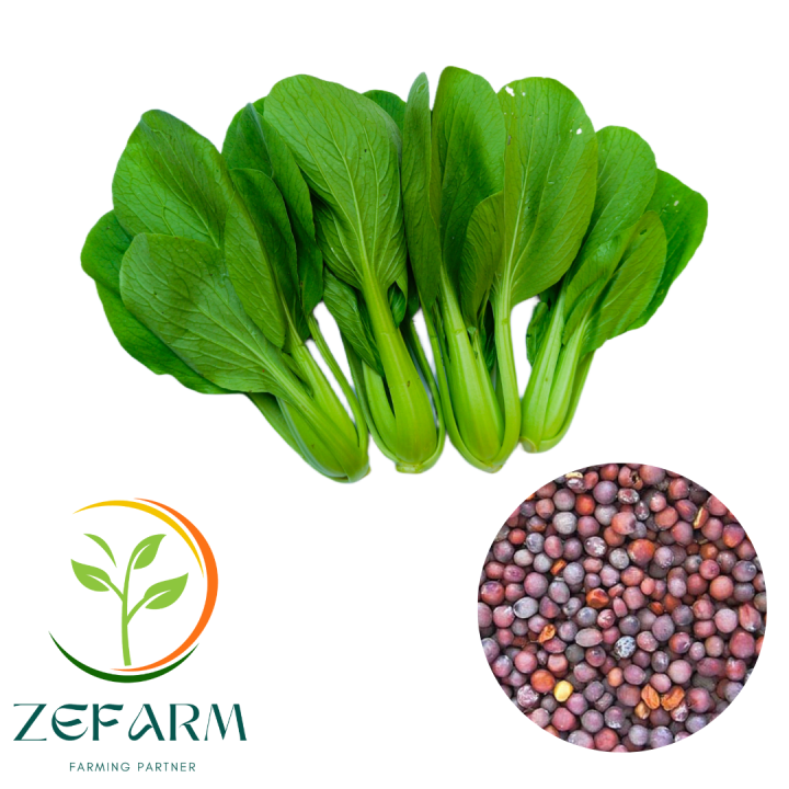 BIJI/BENIH/BIBIT PAKCOY HIBRIDA KUALITAS UNGGULAN (60 BIJI) | Lazada ...