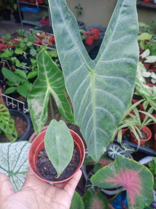alocasia Zebrina small | Lazada