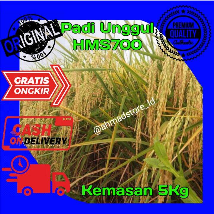 Benih padi HMS700 kemasan 5kg | Lazada Indonesia