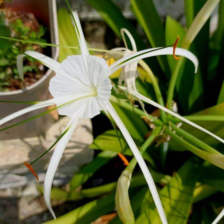 Spider LiLy/Pokok Bakong/Real Plant | Lazada