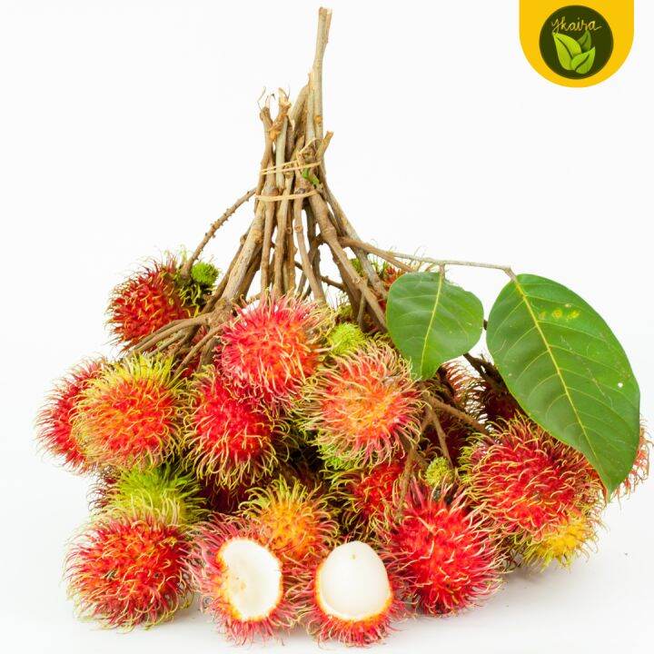 binhi pantanim 5 seeds for planting sweet thick rambutan fruit | Lazada PH