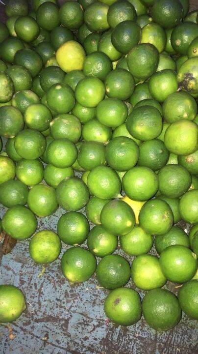 Jeruk nipis 1 kg fresh | Lazada Indonesia