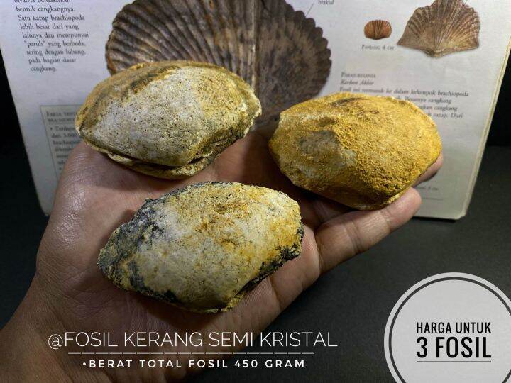 Fosil Kerang Semi Kristal A5 atau Fosil Bivalvia atau Fosil Kijing atau ...