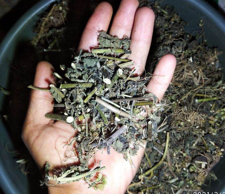 100gr bandotan daun kering akar daun batang bunga babadotan kering ...