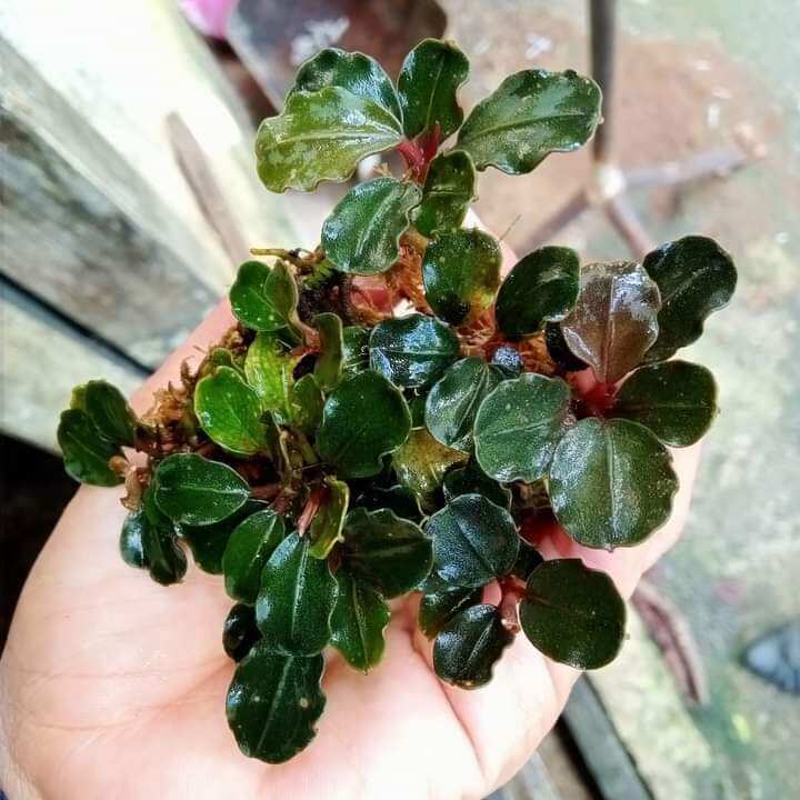 Bucephalandra Brownie Helena Round Leaf Tanaman Aquascape | Lazada ...