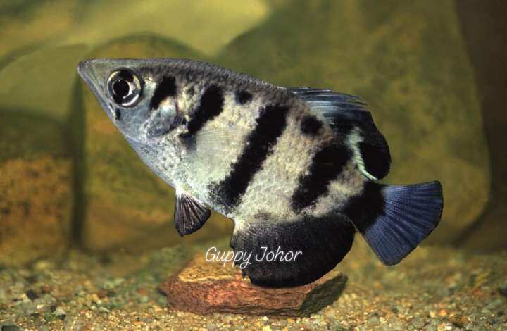 💥Banded Archer Fish freshwater fish💥no D.O.A | Lazada