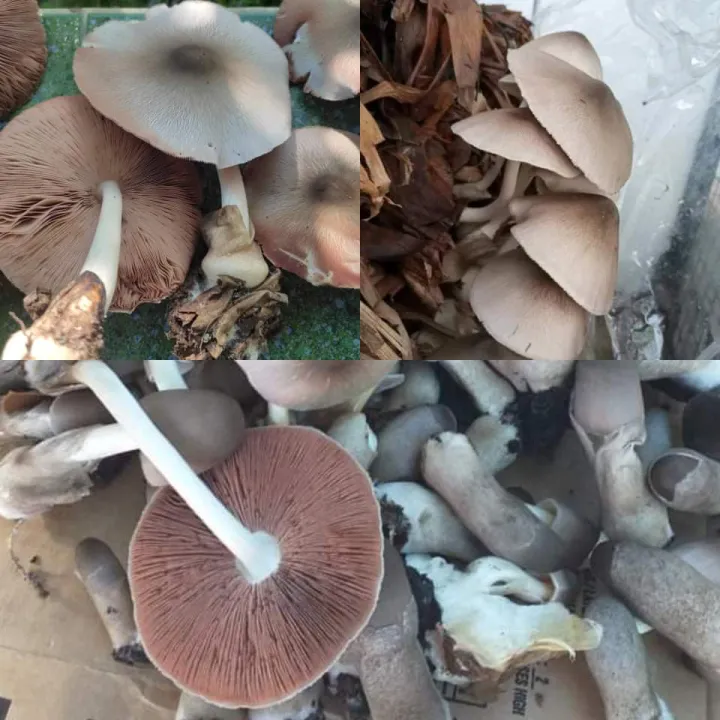 1/2 kilo kabute binhi volva mushroom kabuteng saging | Lazada PH