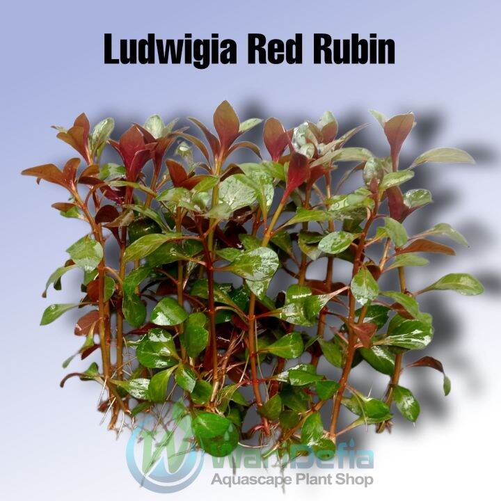 Ludwigia Red Rubin Tanaman Aquascape 15 Batang | Lazada Indonesia