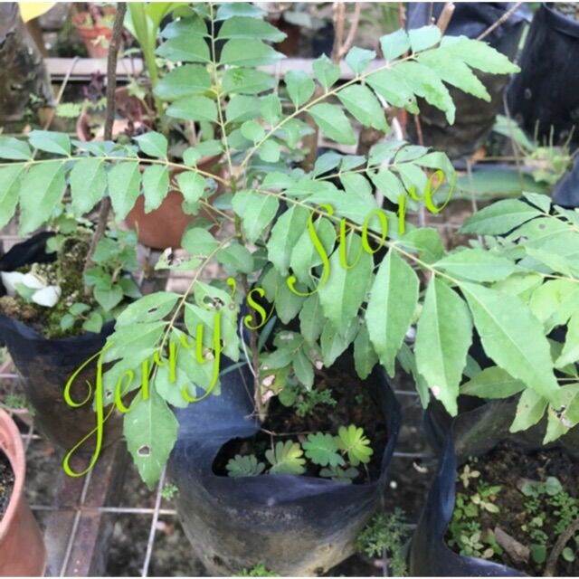 Anak Pokok daun kari / curry leaf plant / 咖喱叶树苗 / Pokok Kari | Lazada