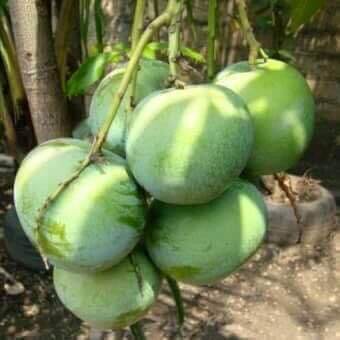 Pokok kahwin mangga / mempelam kelapa, coconut mango | Lazada