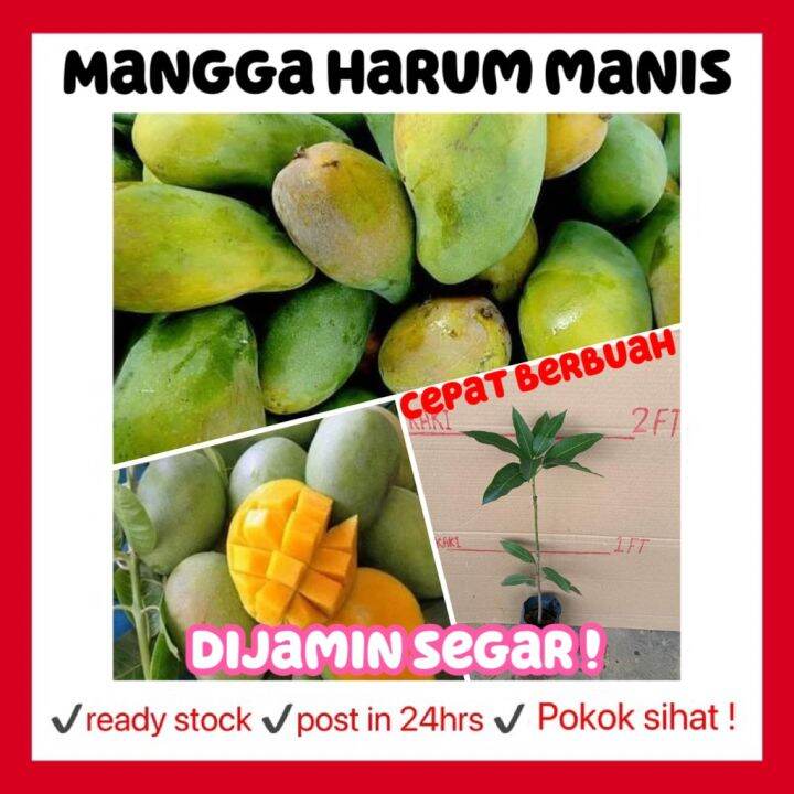 RINA • pokok mangga harum manis • fruit sapling tree kebun outdoor ...