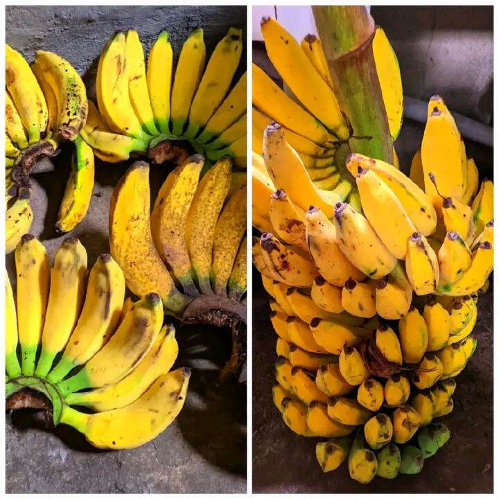 pisang raja segar matang fresh 1kg | Lazada Indonesia