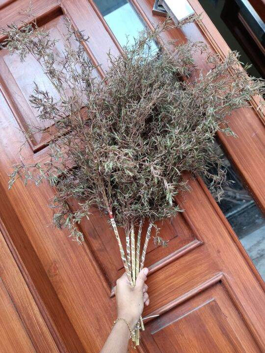 bunga sereh merah asli original tinggi 30-45cm wulung | Lazada Indonesia