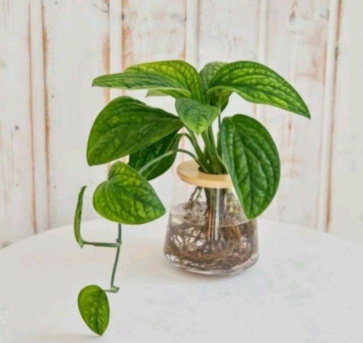 BISA COD Tanaman media air - monstera sirih badak - tanaman yg bisa ...