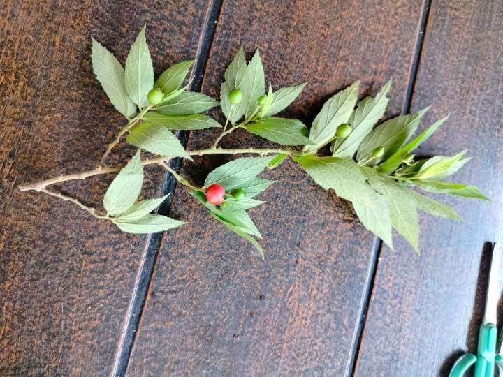 Daun Ceri Kampung Pelbagai Khasiat ( 30 helai) Cherry Leaves | Lazada