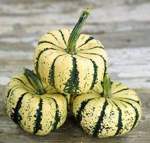 เมล็ดพันธุ์ ฟักทอง สวีทดัมพลิ้ง (Sweet Dumpling Squash Seed) บรรจุ 5 ...