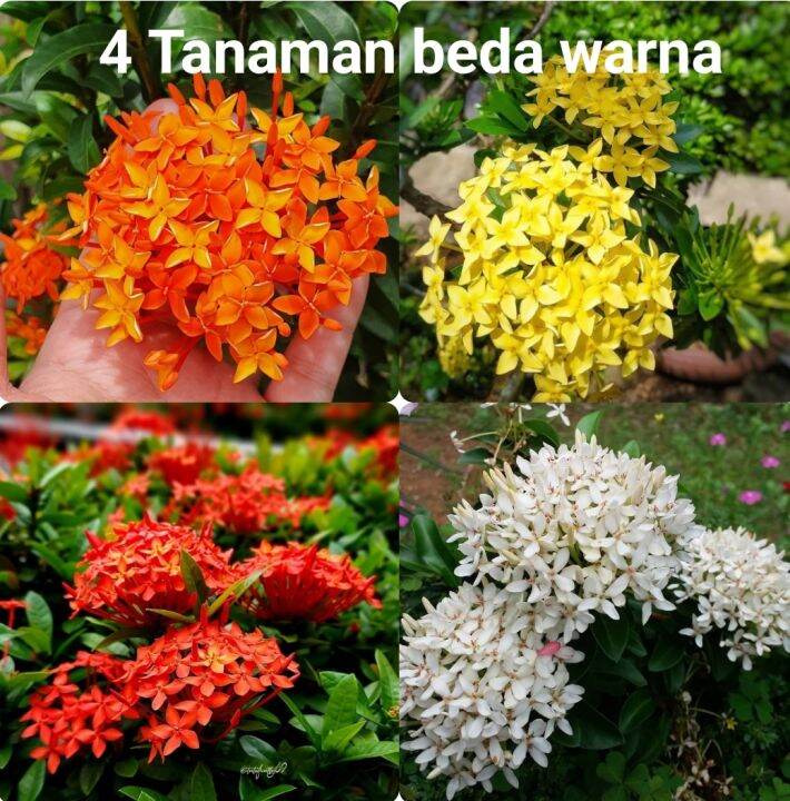 Bunga asoka 1 paket Berbunga (merah kuning putih oren) pink king ...