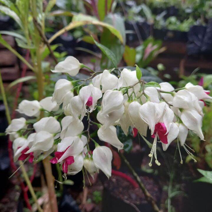 tanaman hias bunga nyonya nginang atau nyonya makan sirih warna putih ...