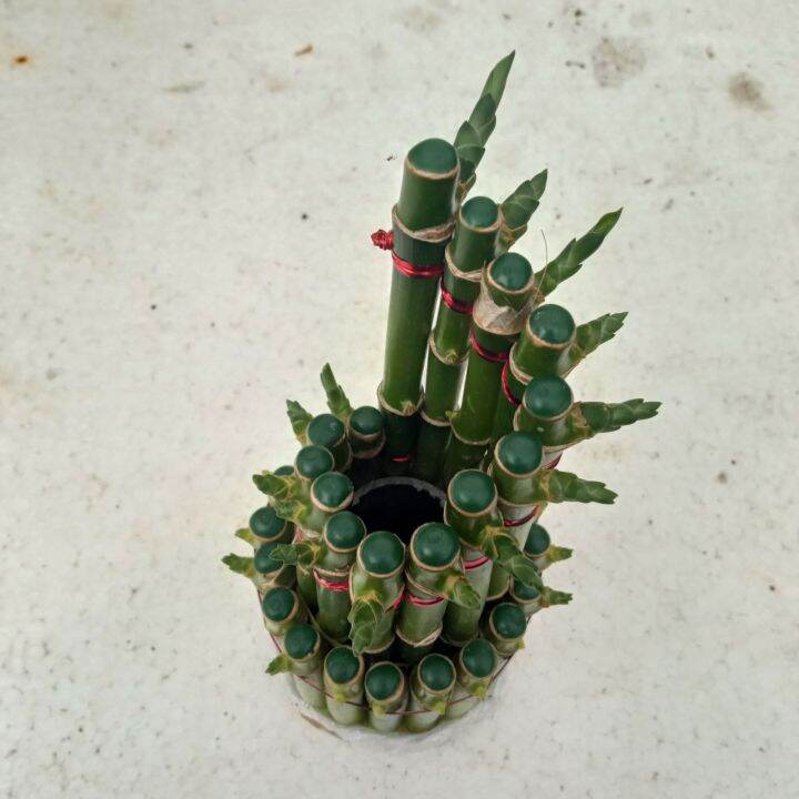 tanaman bambu hoki model spiral | Lazada Indonesia