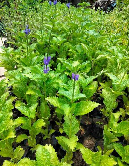 Tanaman Herbal Pecut Kuda/Jarong | Lazada Indonesia