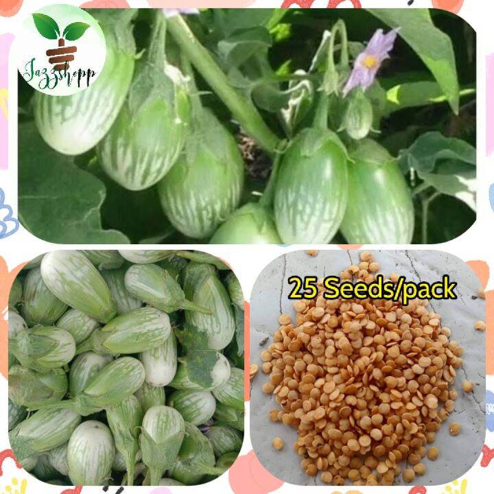 Fresh Talong Native Seed (Ilocano) | Lazada PH
