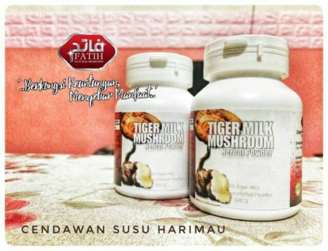 60biji🍄Cendawan Susu Harimau🐅Tiger Milk Muchroom🍄 | Lazada