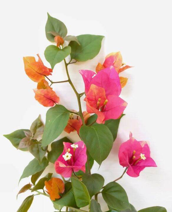 Bibit Tanaman Hias Bugenvil Bunga Kertas Citra Monduring Lazada