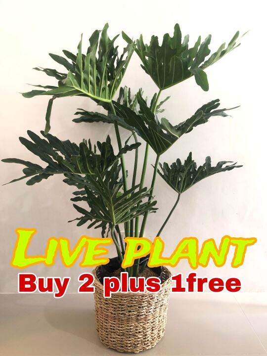 Selloum Plant Live sahod yaman YAMAN LUCKY plant | Lazada PH