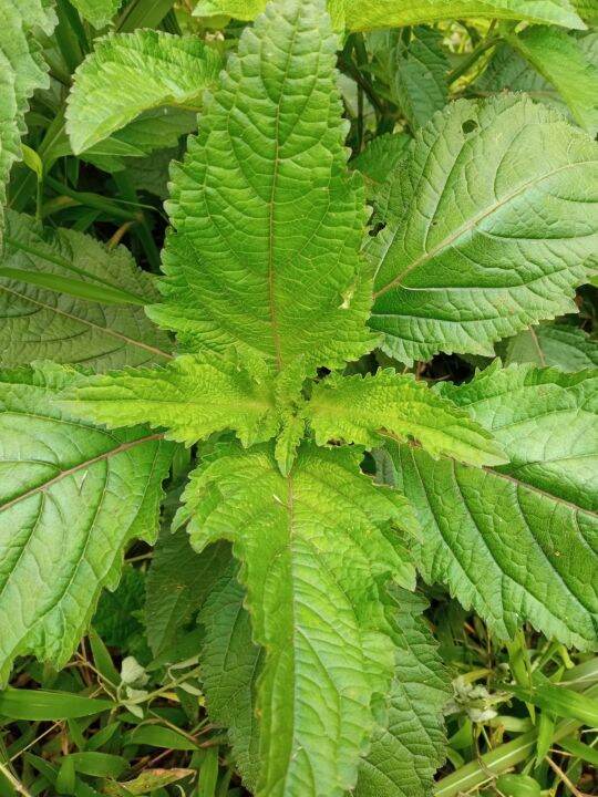 Rumput knop (hyptis capitata) 500gram | Lazada Indonesia