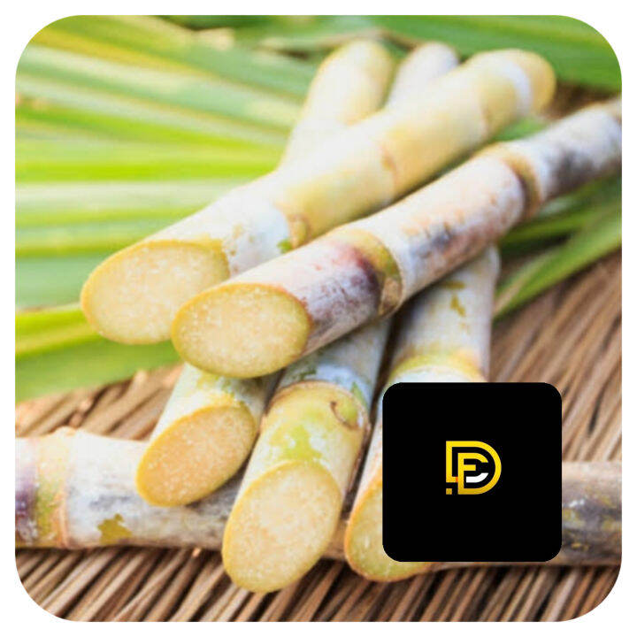Batang tebu hijau super manis 1 kg bisa bibit | Lazada Indonesia