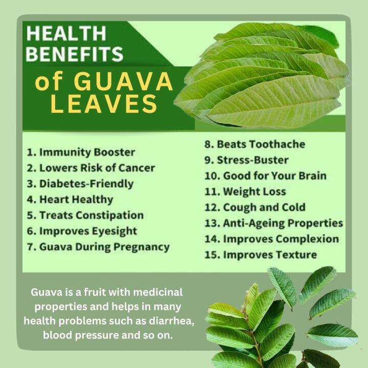 GUAVA LEAVES | Fresh Dahon ng Bayabas | 50 pcs per pack | Lazada PH