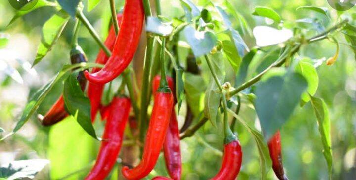 SILING LABUYO / TAIWAN CHILI / HOT CHILI PEPPERS HYBRID SEEDS 100pcs ...