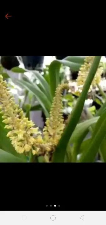 Anggrek species Eria Iridifolia - tanaman hias anggrek Eria apecies ...