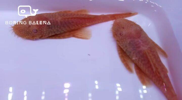 BRBN Albino Bristlenose Pleco / Albino Bushy Nose Pleco - Algae Eater ...