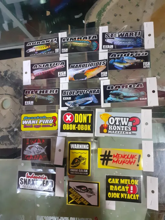 Sticker channa stiker iwak galak sticker predator stiker maru andrao ...