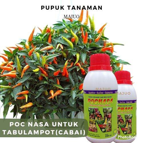 POC NASA 500CC - PUPUK CABAI DALAM POT/ PELEBAT BUAH CABAI/ BOOSTER TANAMAN CABAI I pertanian ...
