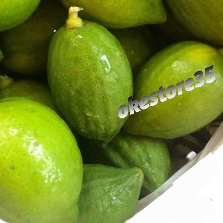 3 buah Limau pagar | Jeruk pagar | Fortunella Polyandra | Chang Ye Jin ...