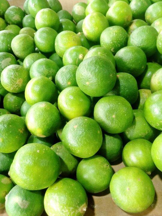 Jeruk Nipis Fresh 1kg/Jeruk Pecel Segar dan Murah | Lazada Indonesia