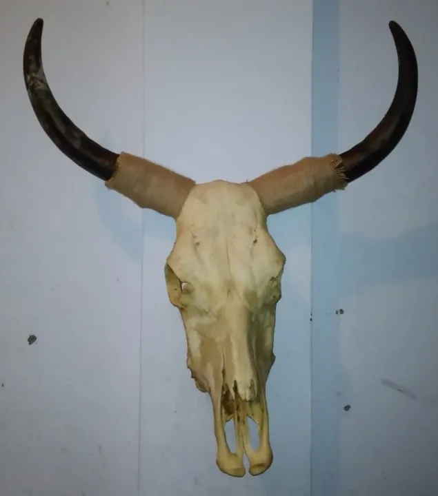 Tengkorak sapi | Lazada Indonesia