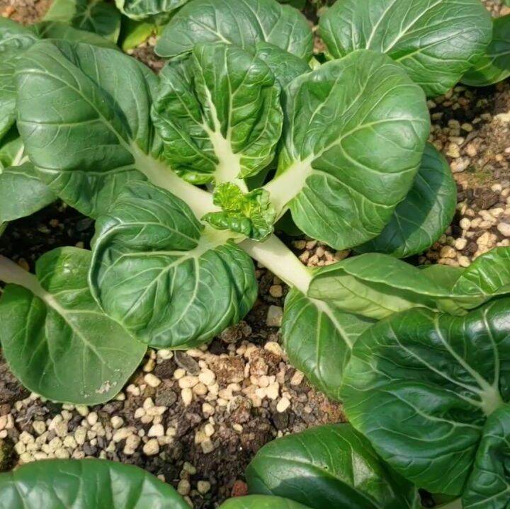 ORGANIC VEGETABLE - Nai Pak Choy / Milky Chinese Cabbage Sawi Susu 奶白菜 ...