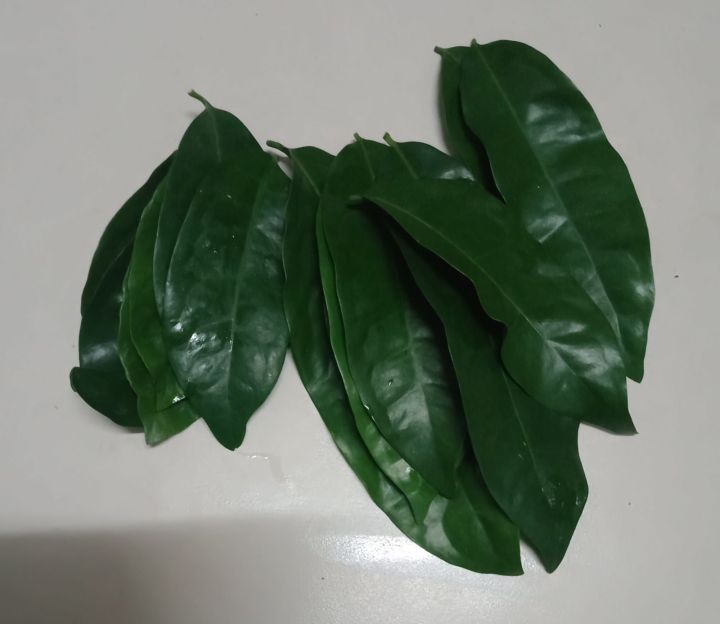 daun pokok serai kayu, daun samak | Lazada