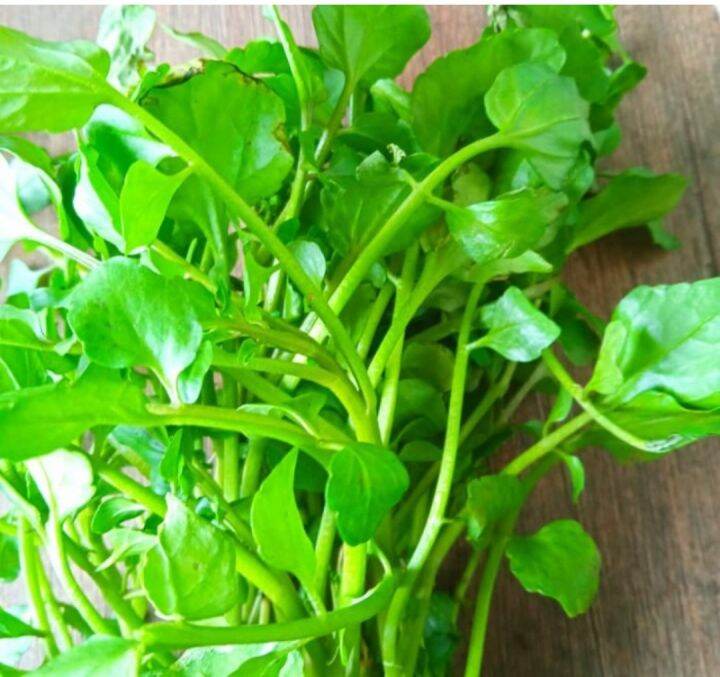 daun selada/ seladah air/250gram | Lazada Indonesia