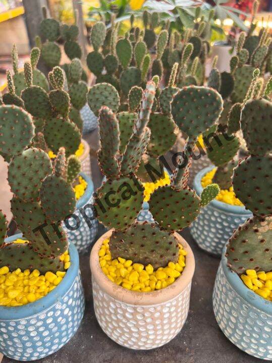 Tropical Mount | Mickey Mouse Cactus live plant | Pokok Hiasan | Pokok ...