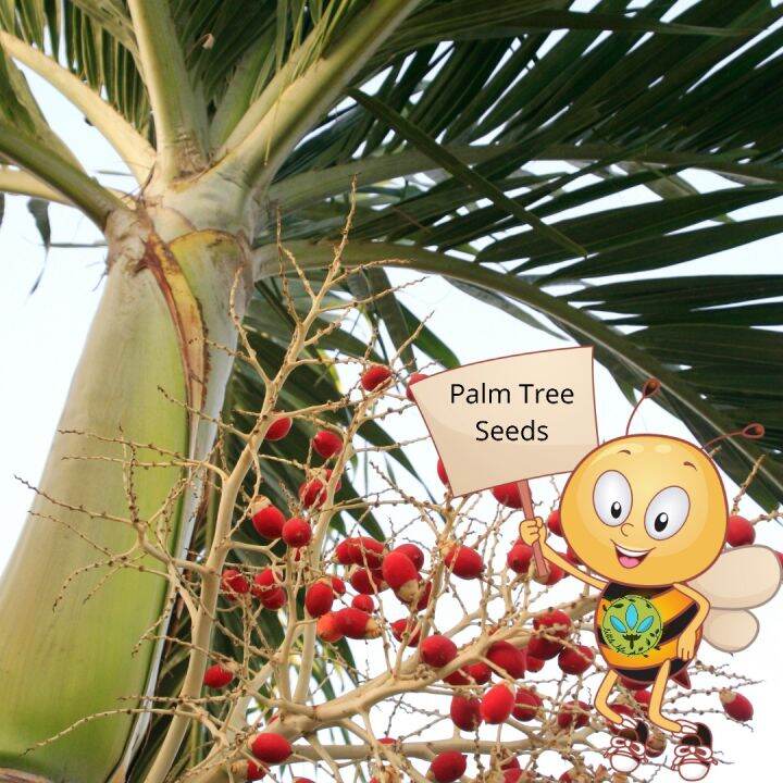 Binhi Palmera Palm Tree Niyog Niyugan 5 Seeds Pantanim Outdoor Plant ...