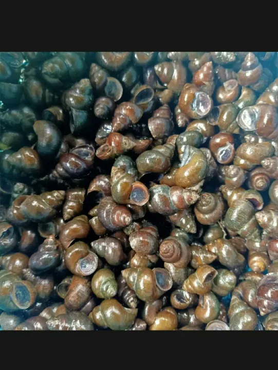 Tutut Sawah / Keong Sawah mentah 500gram segar | Lazada Indonesia