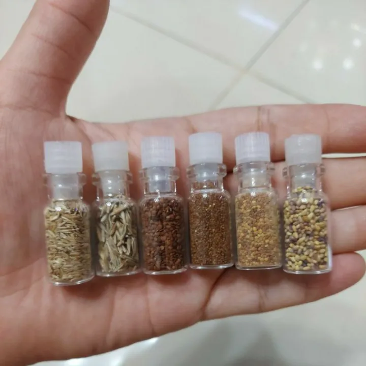 Tanaman Bibit Benih Aquarium Aquascape Karpet / Carpet Seed Kemasan ...