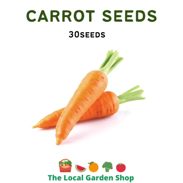 CARROT SEEDS / KURODA GT - 30seeds | Lazada PH